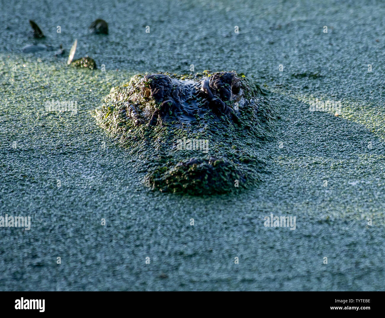 Tropical swamp hi-res stock photography and images - Alamy