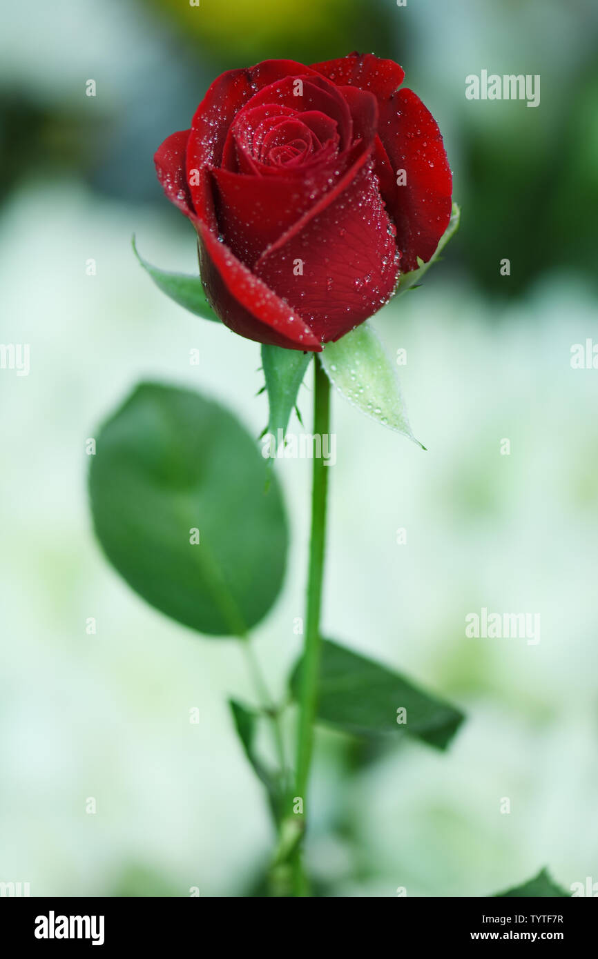 In daily life, roses are the general term for a series of flamboyant ...