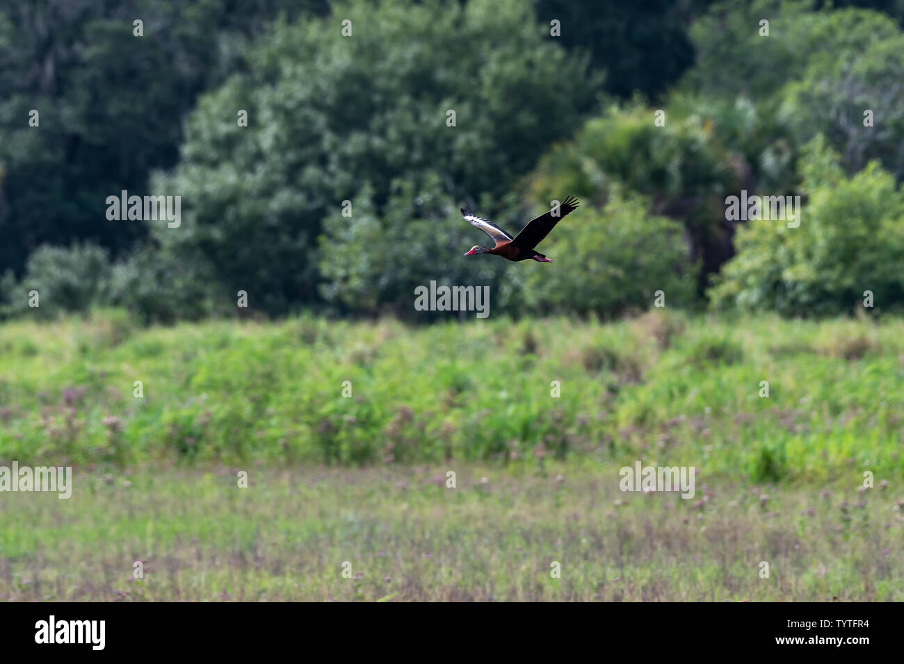 Florida marsh bird hi-res stock photography and images - Alamy