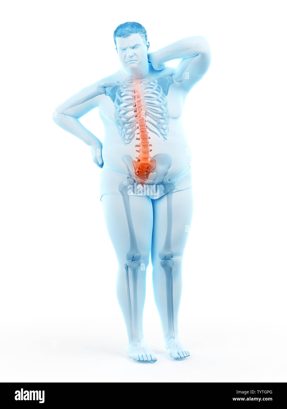 Adipose spine hi-res stock photography and images - Alamy