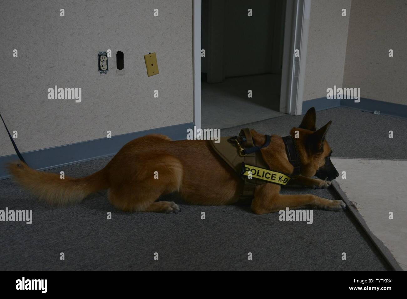 Oopey, a 633rd Security Forces Squadron military working dog, finds ...