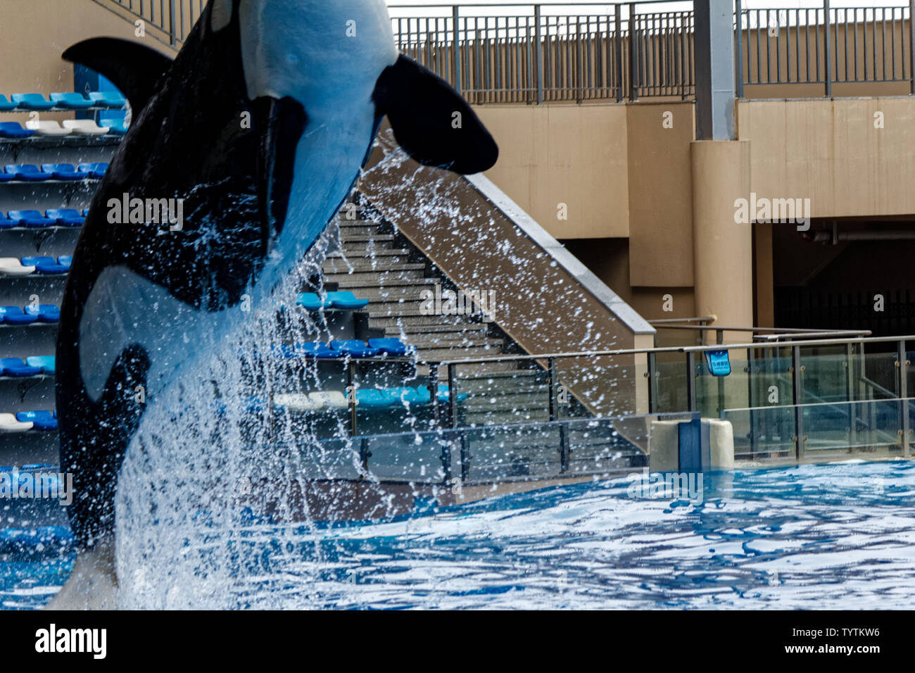 Haichang Ocean Park orca performance in Shanghai Stock Photo - Alamy
