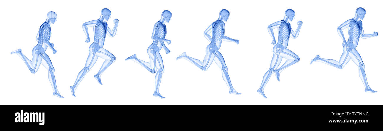 Human skeleton running hi-res stock photography and images - Alamy