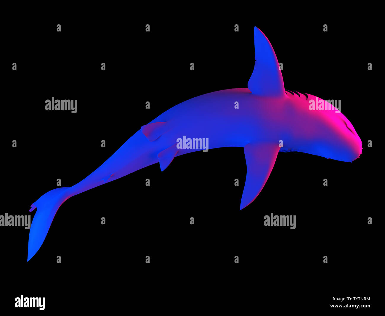 Shark side view big fin hi-res stock photography and images - Alamy
