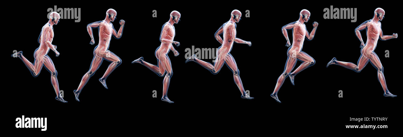 Running muscles human body hi-res stock photography and images - Alamy