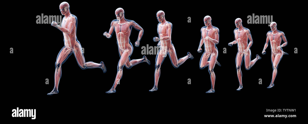 Human anatomy running muscles hi-res stock photography and images - Alamy