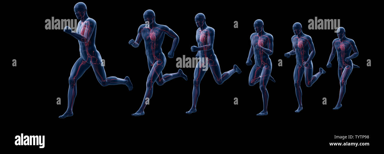 Cardiac cycle hi-res stock photography and images - Alamy