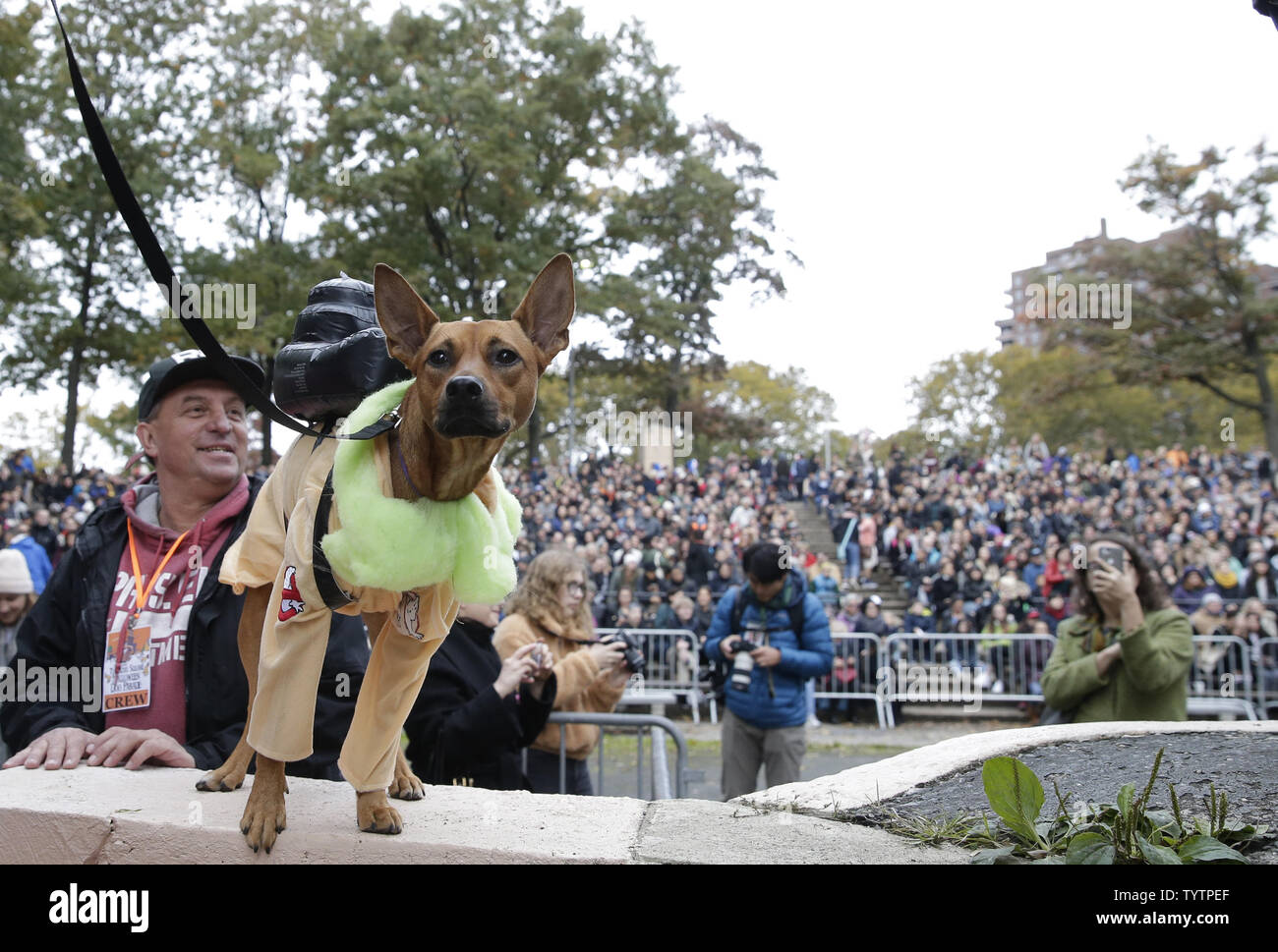 Dogs dressed in costume compete at the East Village annual Halloween ...