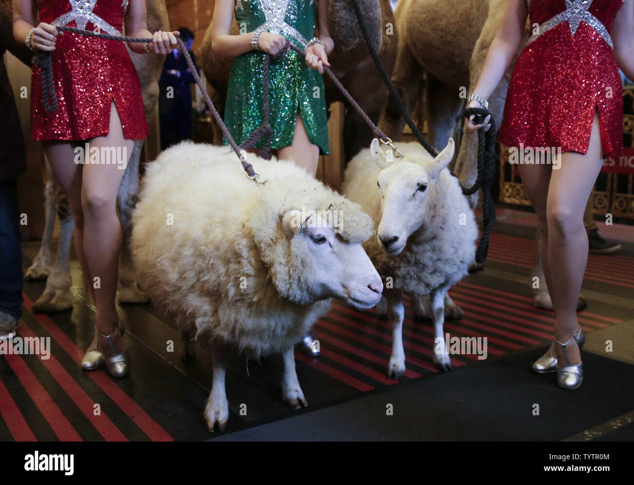 Two Sheep stand with the Radio City Rockettes dancers when New York ...