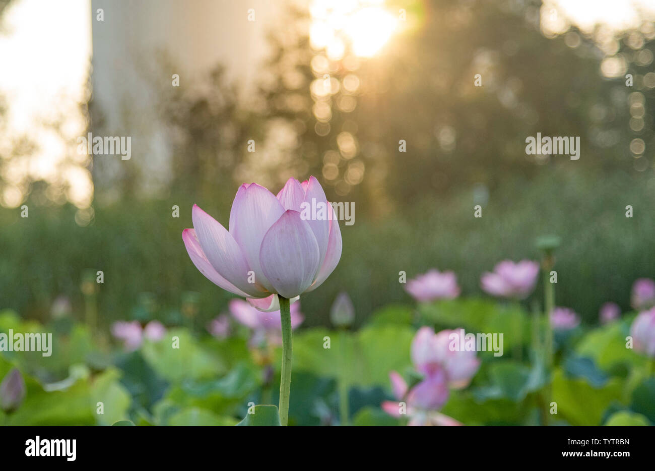 Lotus in the morning light Stock Photo - Alamy