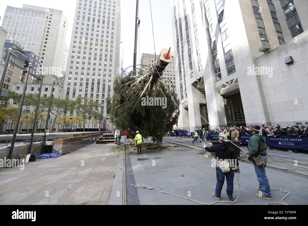 Revelers watch as the Rockefeller Center Christmas Tree is lifted by ...