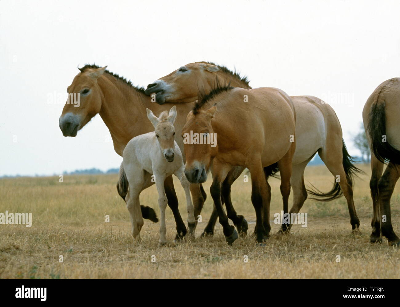 Family of przewalski horses in the nature hi-res stock photography and ...