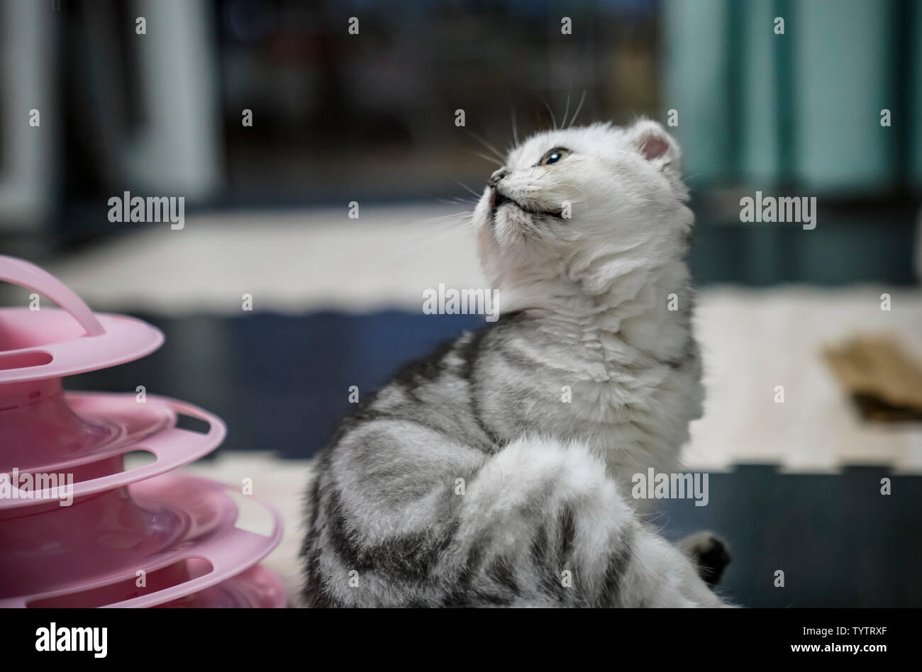 Baby ear fold hi-res stock photography and images - Alamy