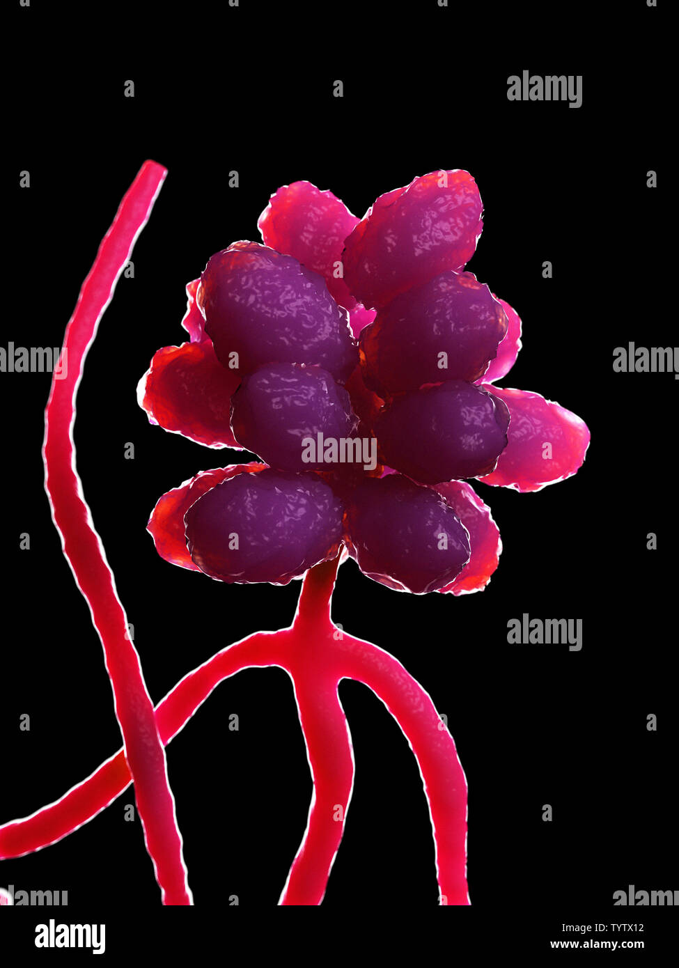 Stachybotrys hi-res stock photography and images - Alamy