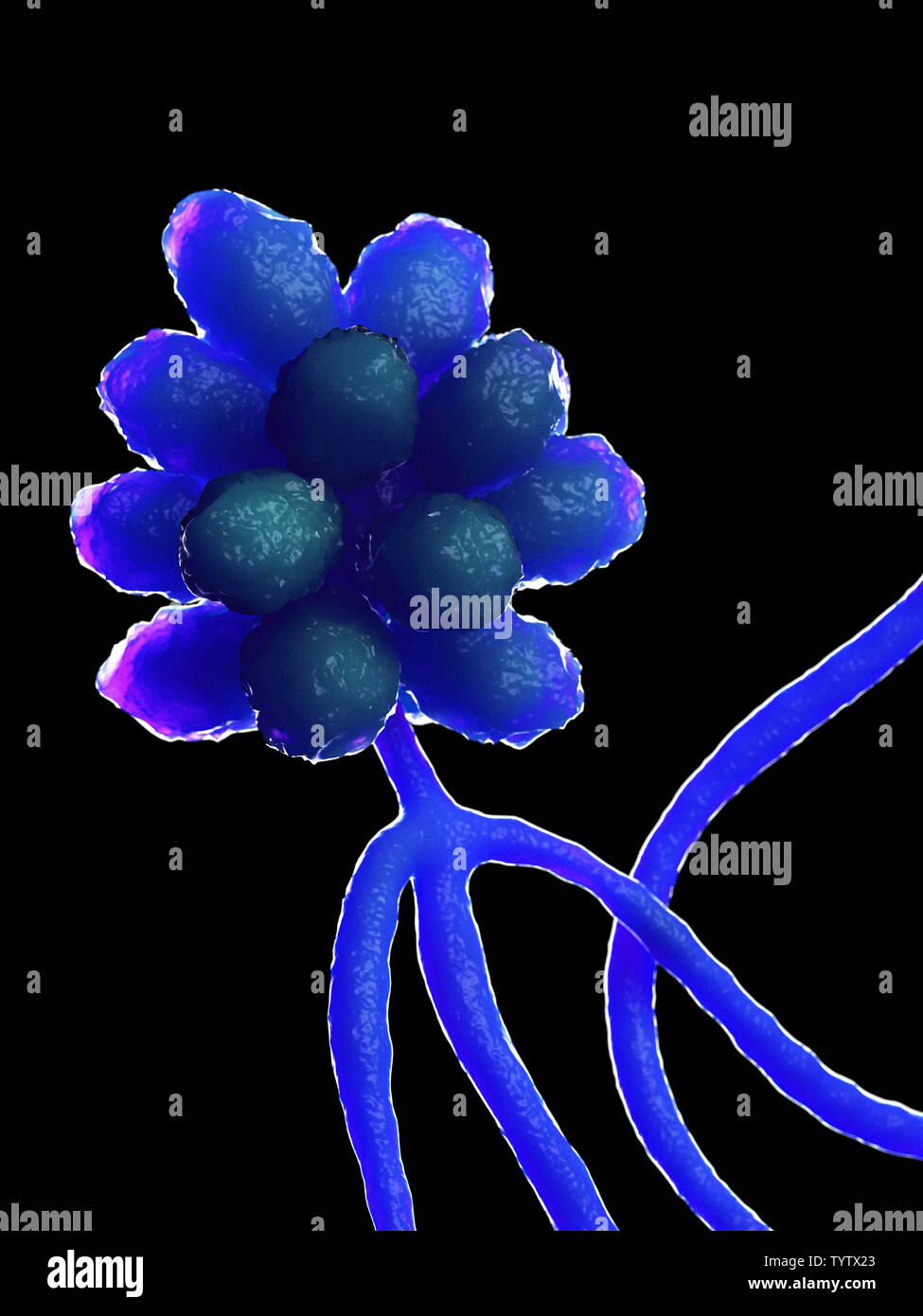 3d rendered illustration of the mold - stachybotrys Stock Photo - Alamy