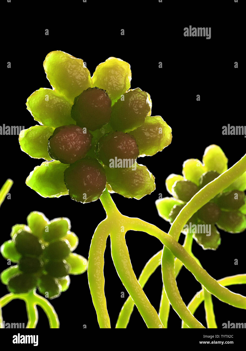 3d rendered illustration of the mold - stachybotrys Stock Photo - Alamy