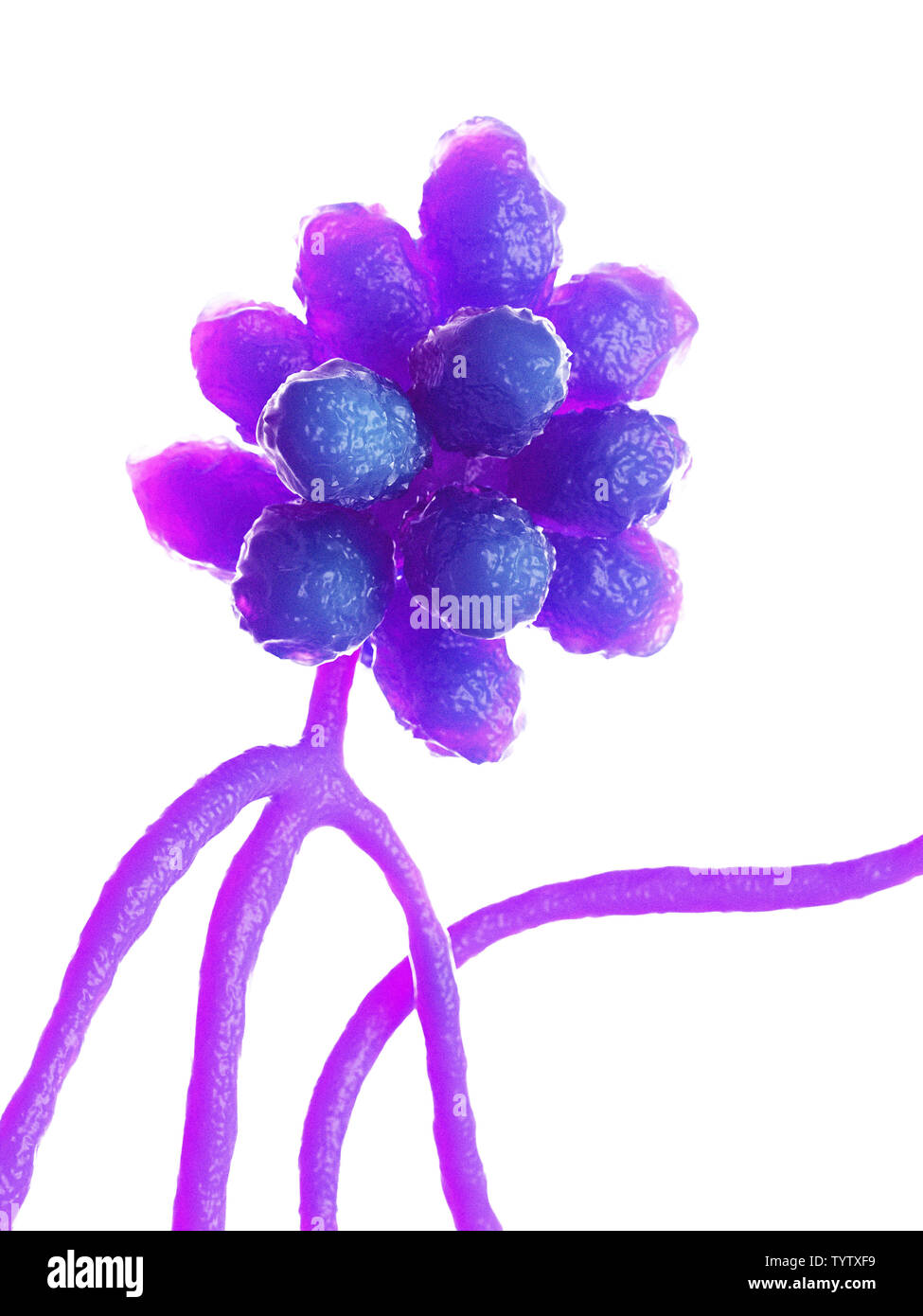 3d rendered illustration of the mold - stachybotrys Stock Photo - Alamy