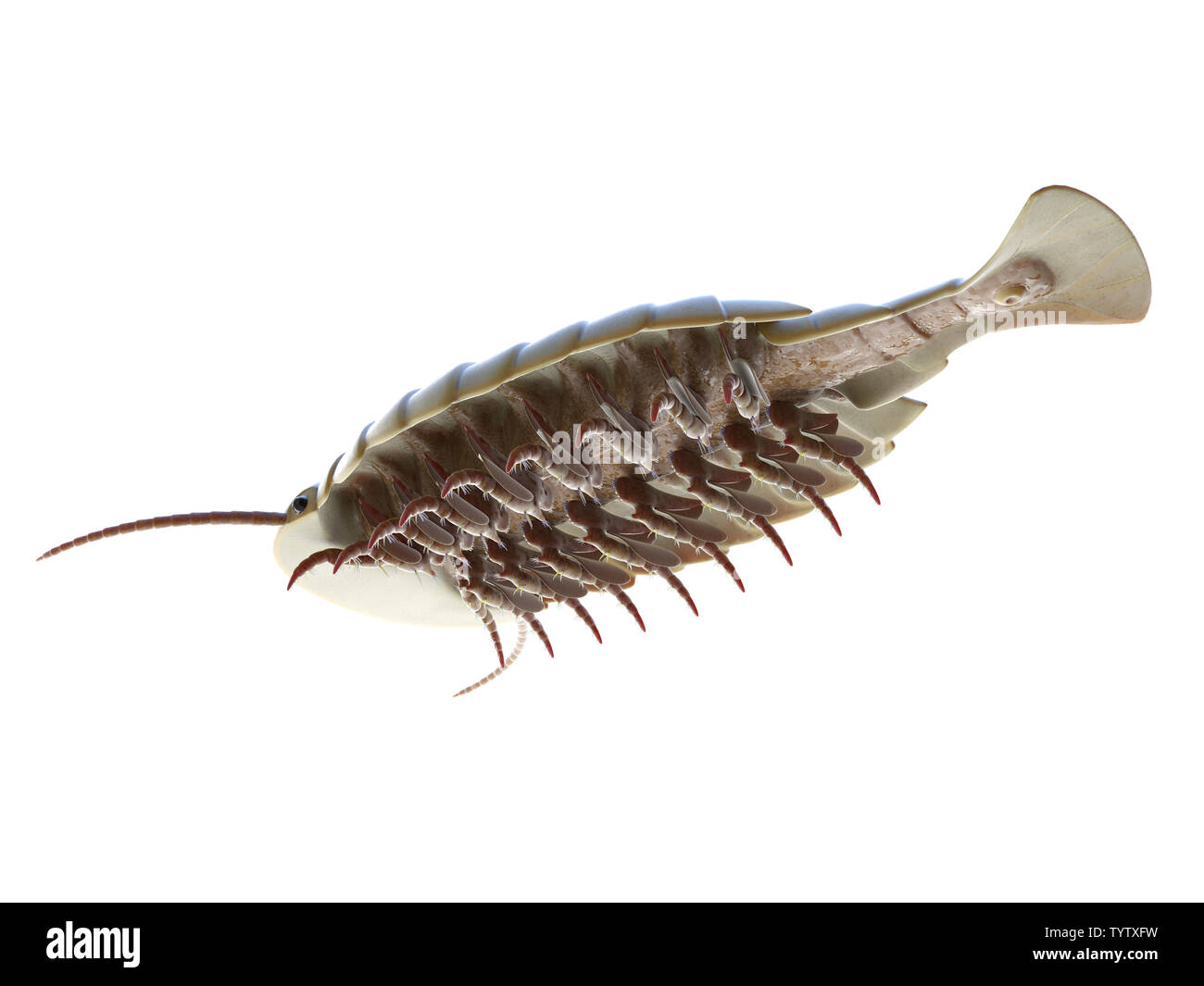 3d rendered illustration of a Sidneyia Stock Photo - Alamy