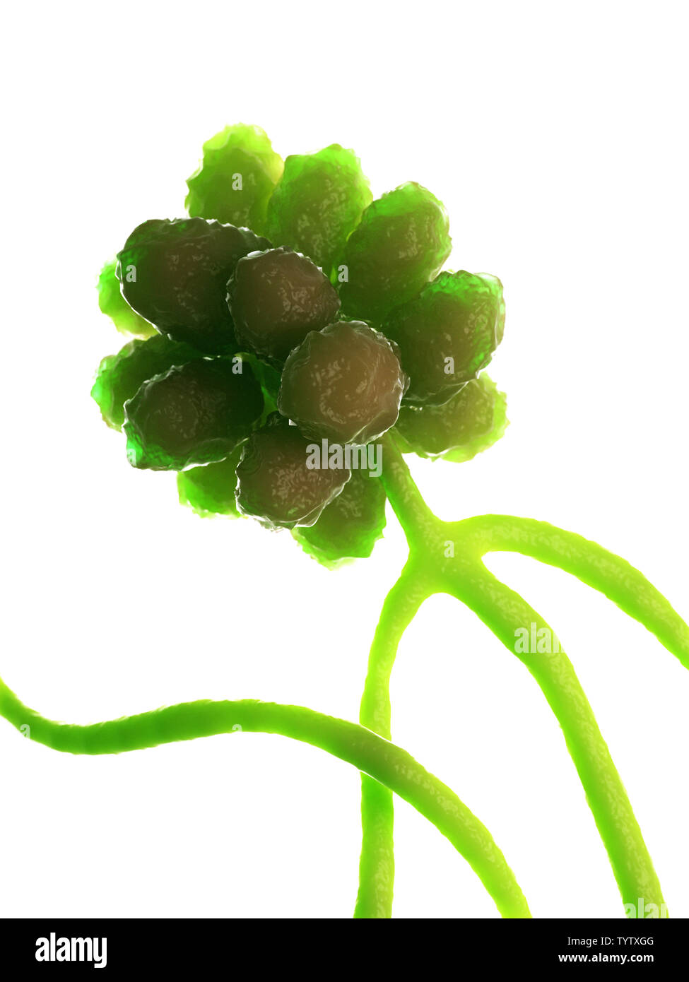 3d rendered illustration of the mold - stachybotrys Stock Photo - Alamy