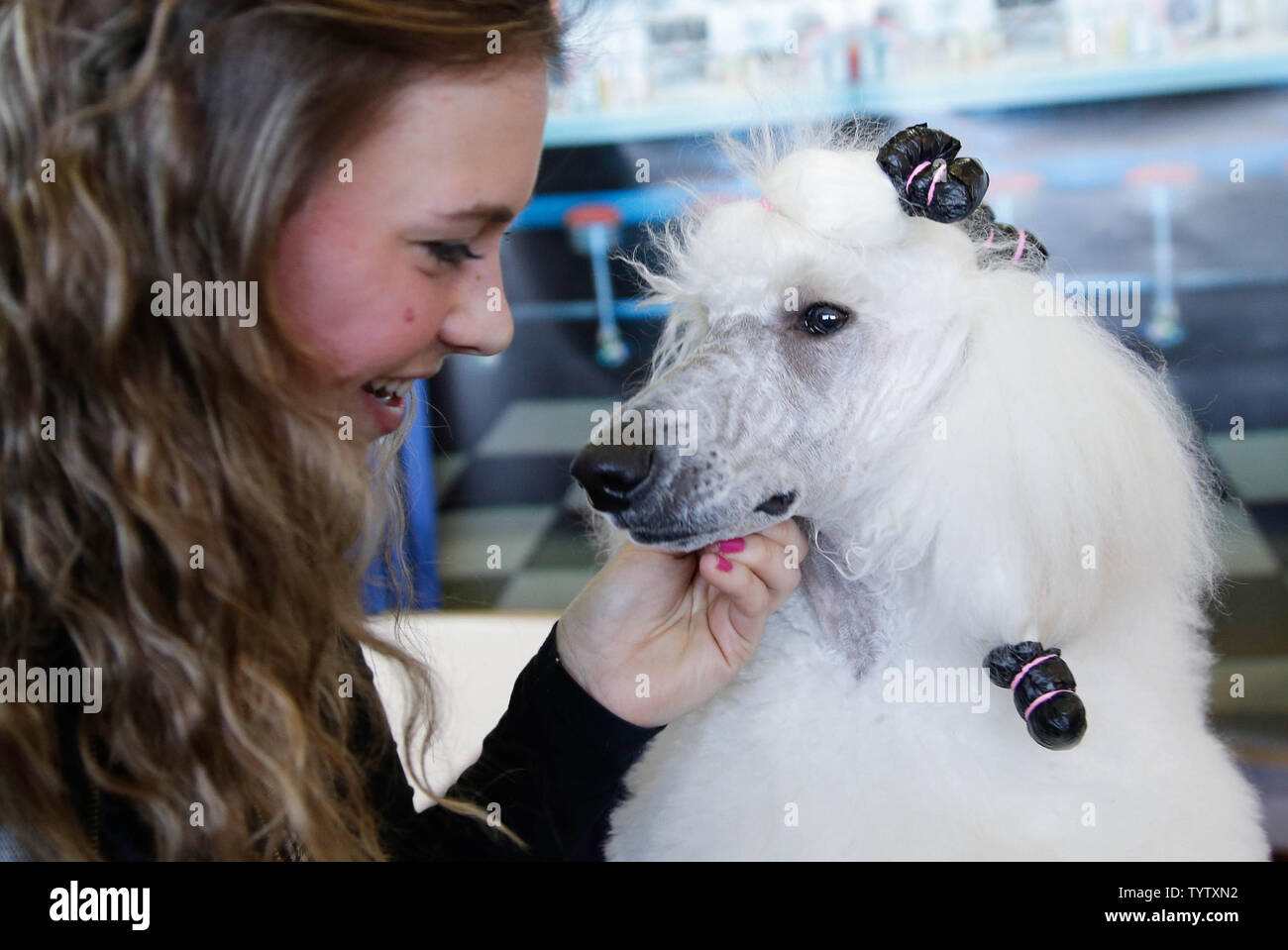 What Is A Akc Poodle