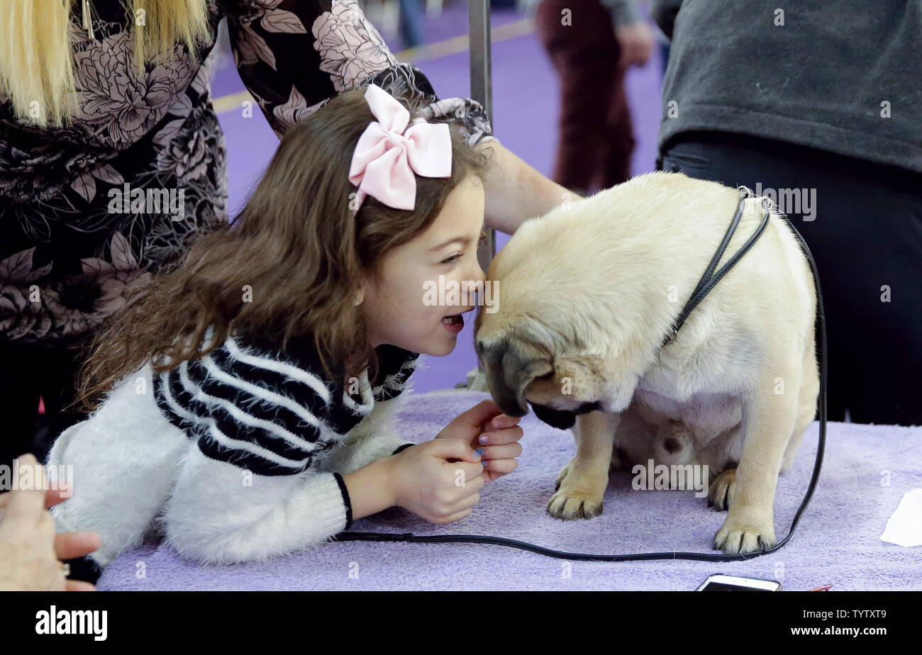 A Pug gets attention before competing at the 143rd Annual Westminster ...
