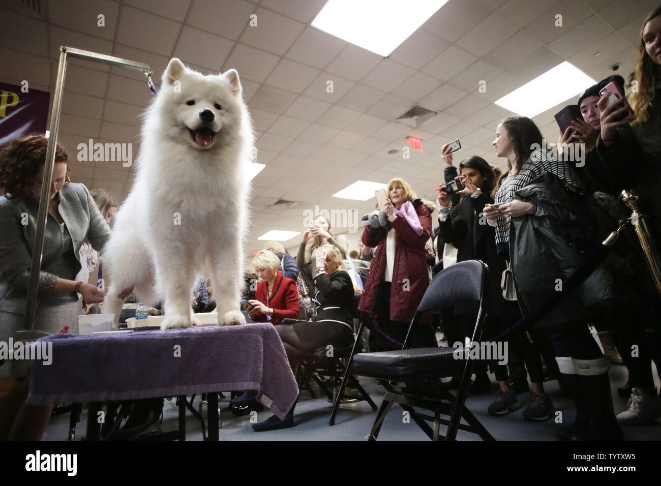 A Samoyed gets ready backstage before the 143rd Annual Westminster ...