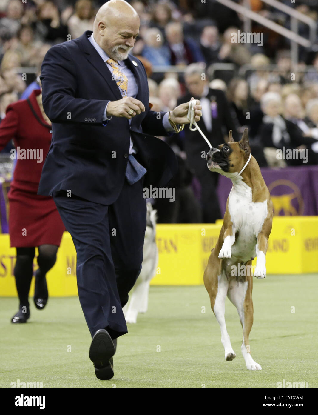 The Boxer competes and wins the Working Group at the 143rd Annual ...