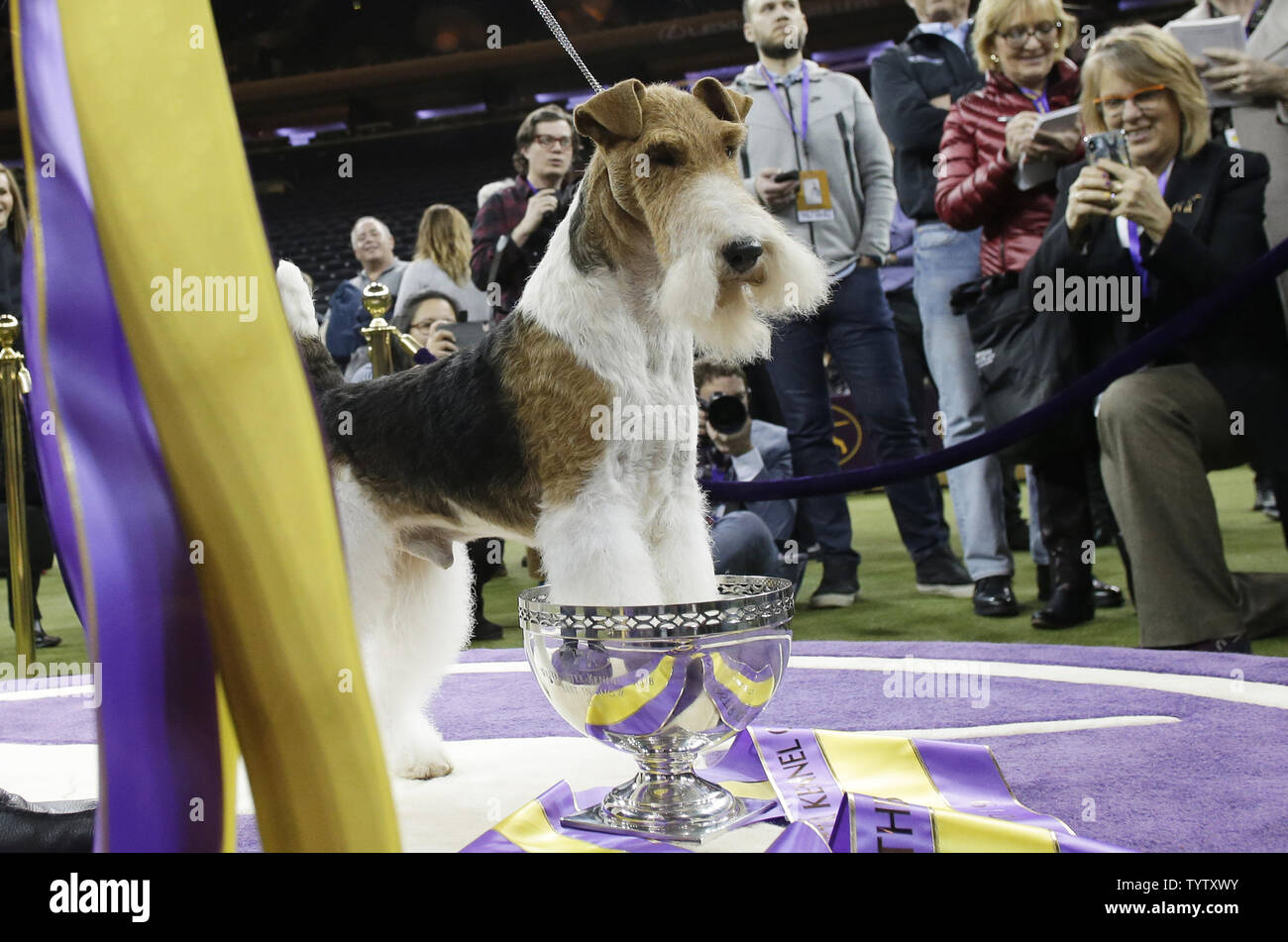 King the Wire Hair Fox Terrier stands with handler Gabriel Rangel after ...