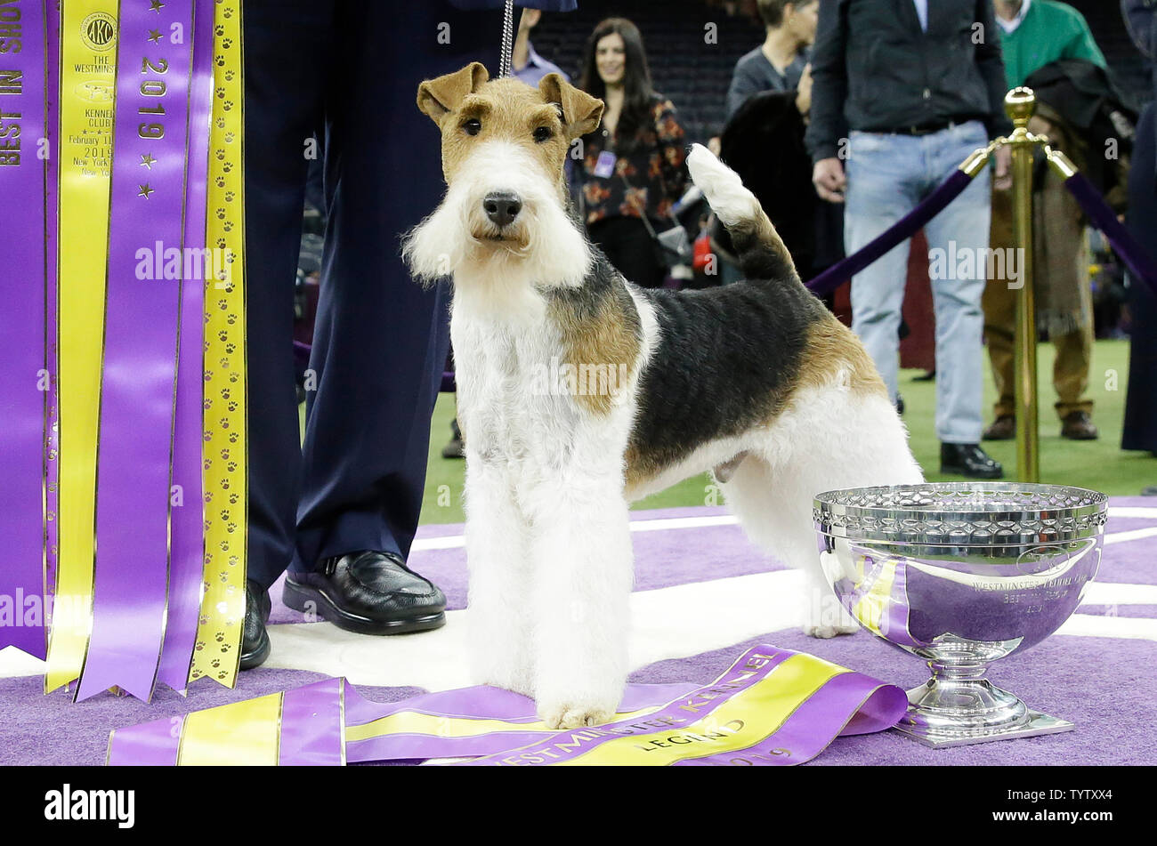 King the Wire Hair Fox Terrier stands with handler Gabriel Rangel after ...
