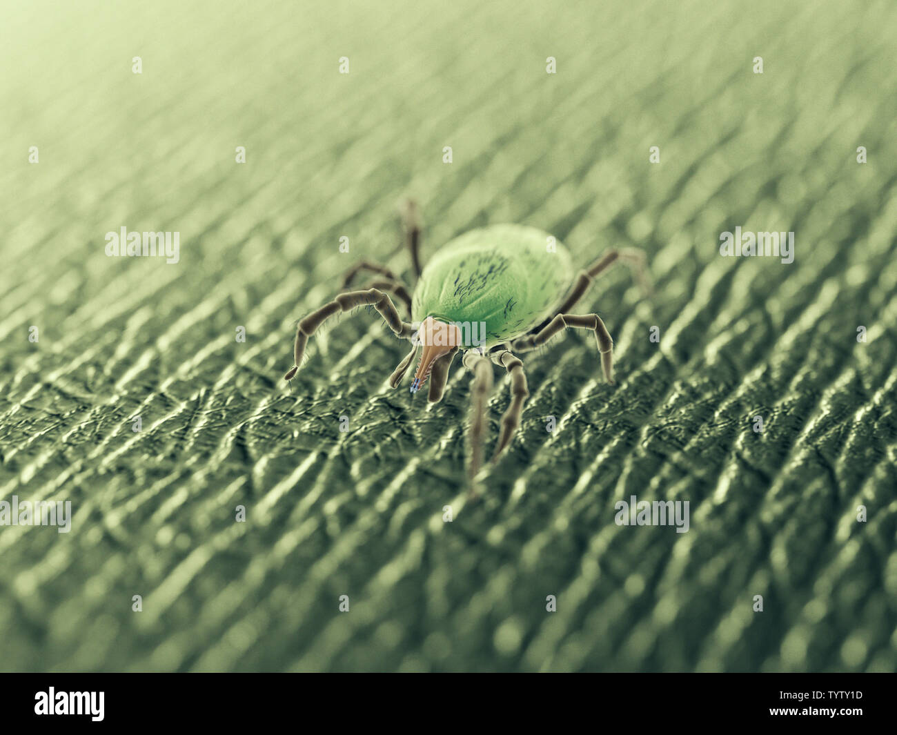3d rendered medically accurate illustration of a tick - sem style Stock ...