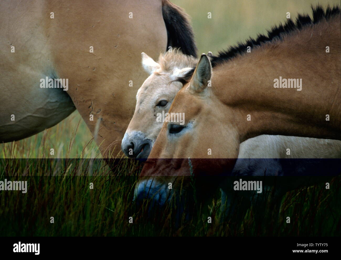 Family of przewalski horses in the nature hi-res stock photography and ...
