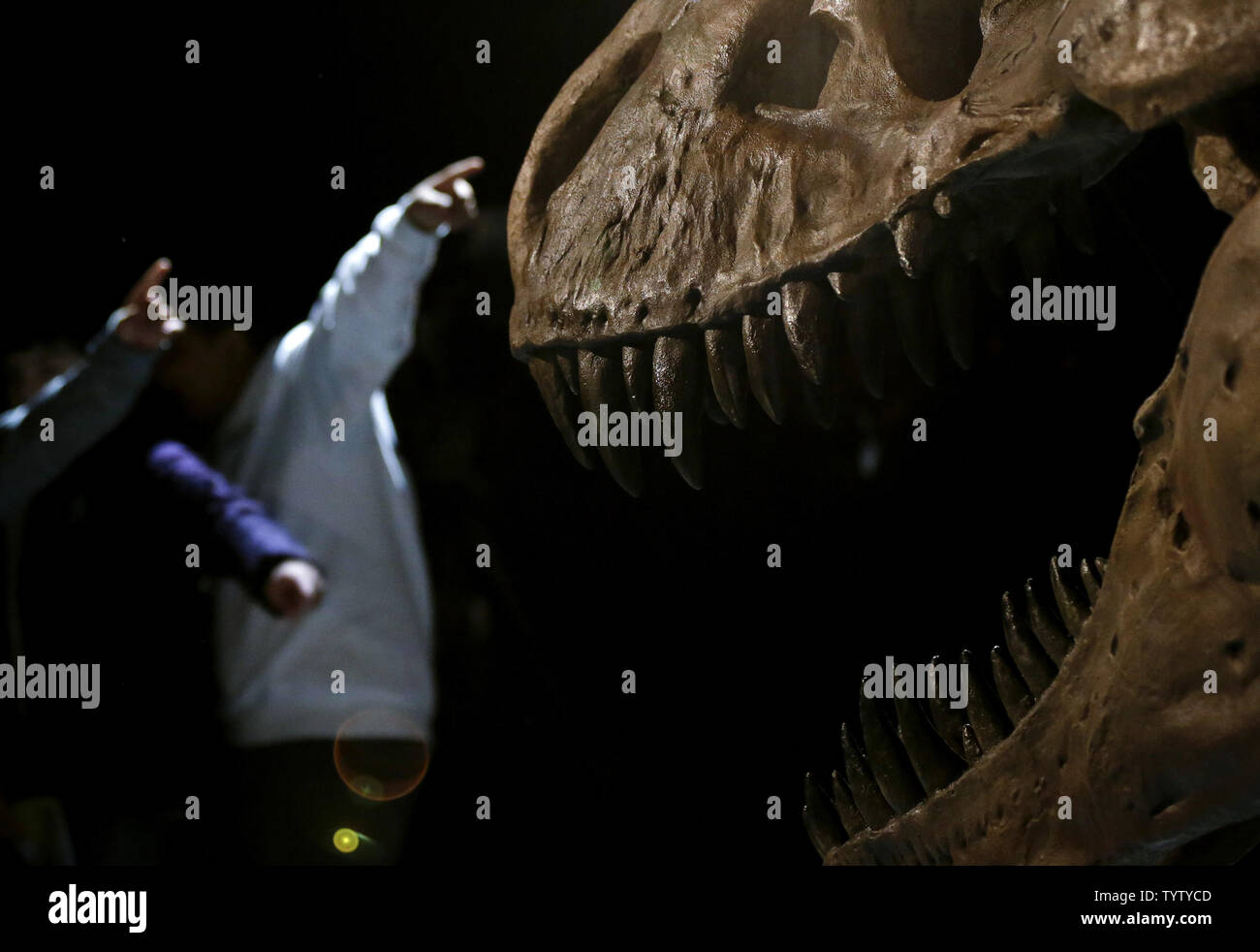 Members and press attend the AMNH media preview for T. Rex: The ...