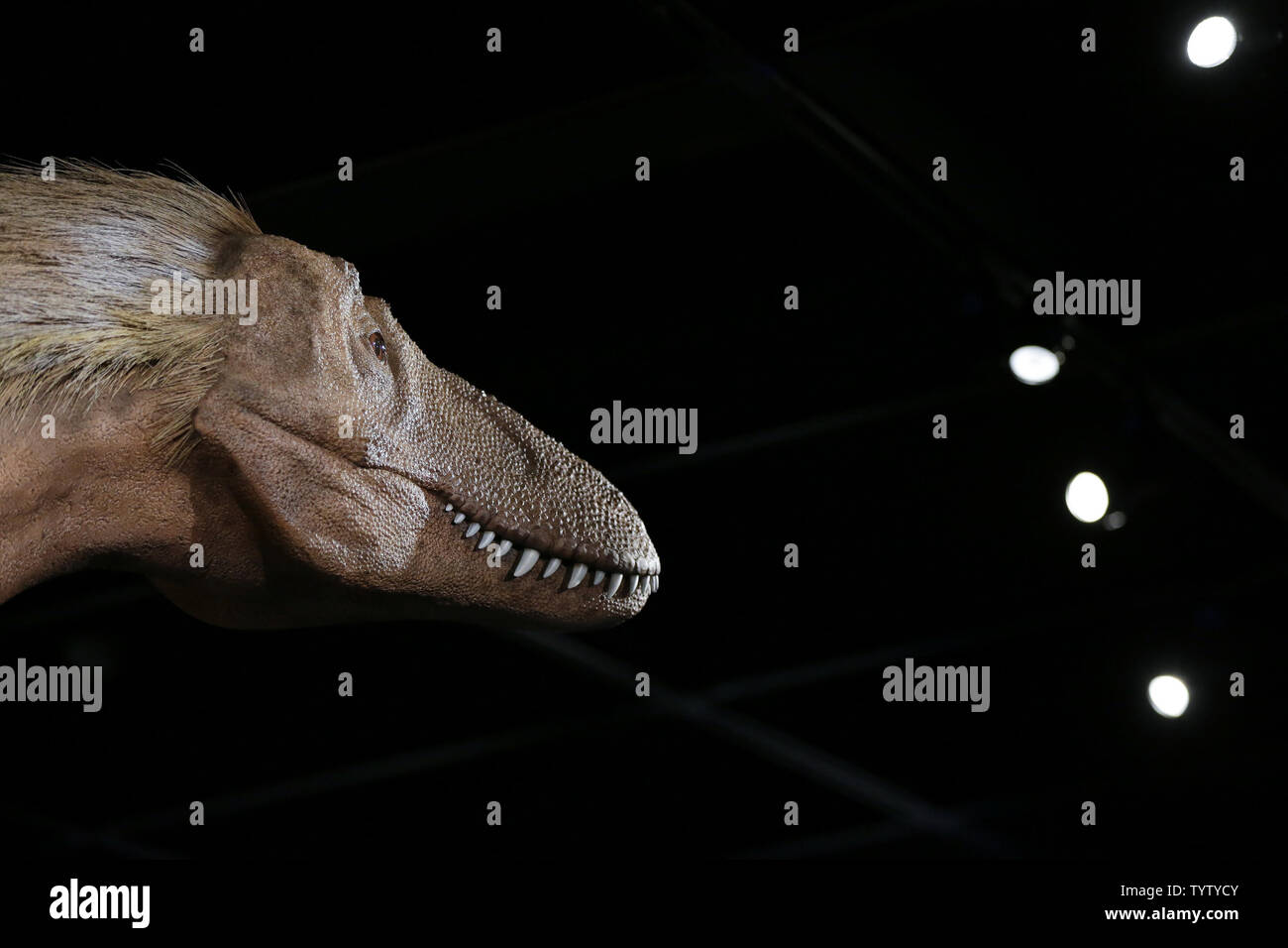 Members and press attend the AMNH media preview for T. Rex: The ...