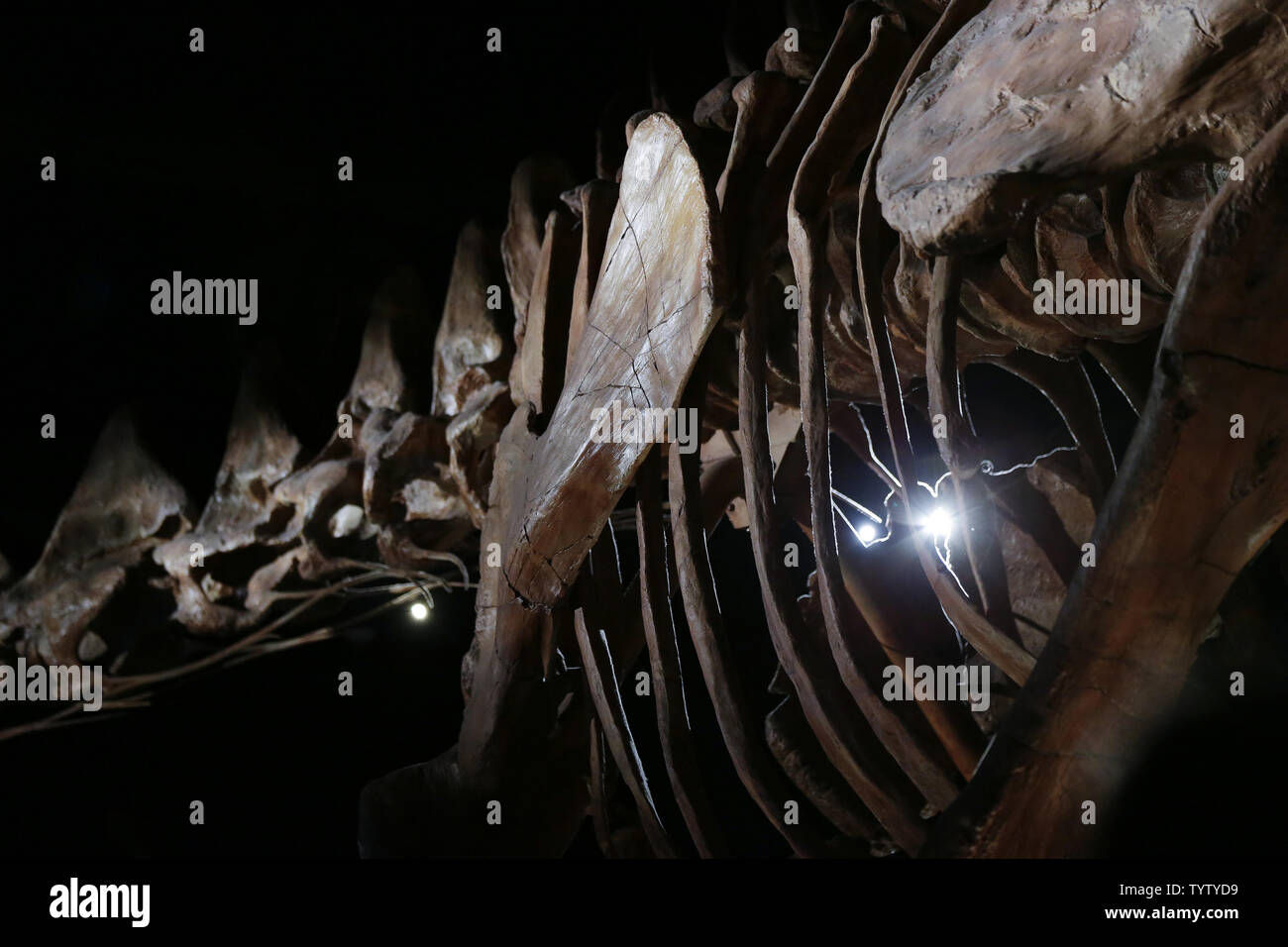Dinosaur bones are on display at the American Museum of Natural History ...