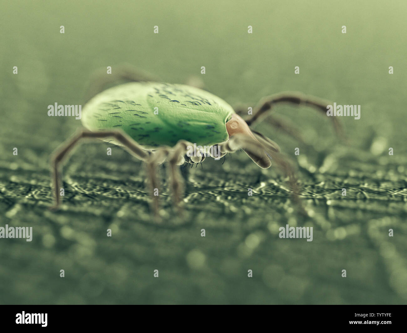 3d rendered medically accurate illustration of a tick - sem style Stock ...