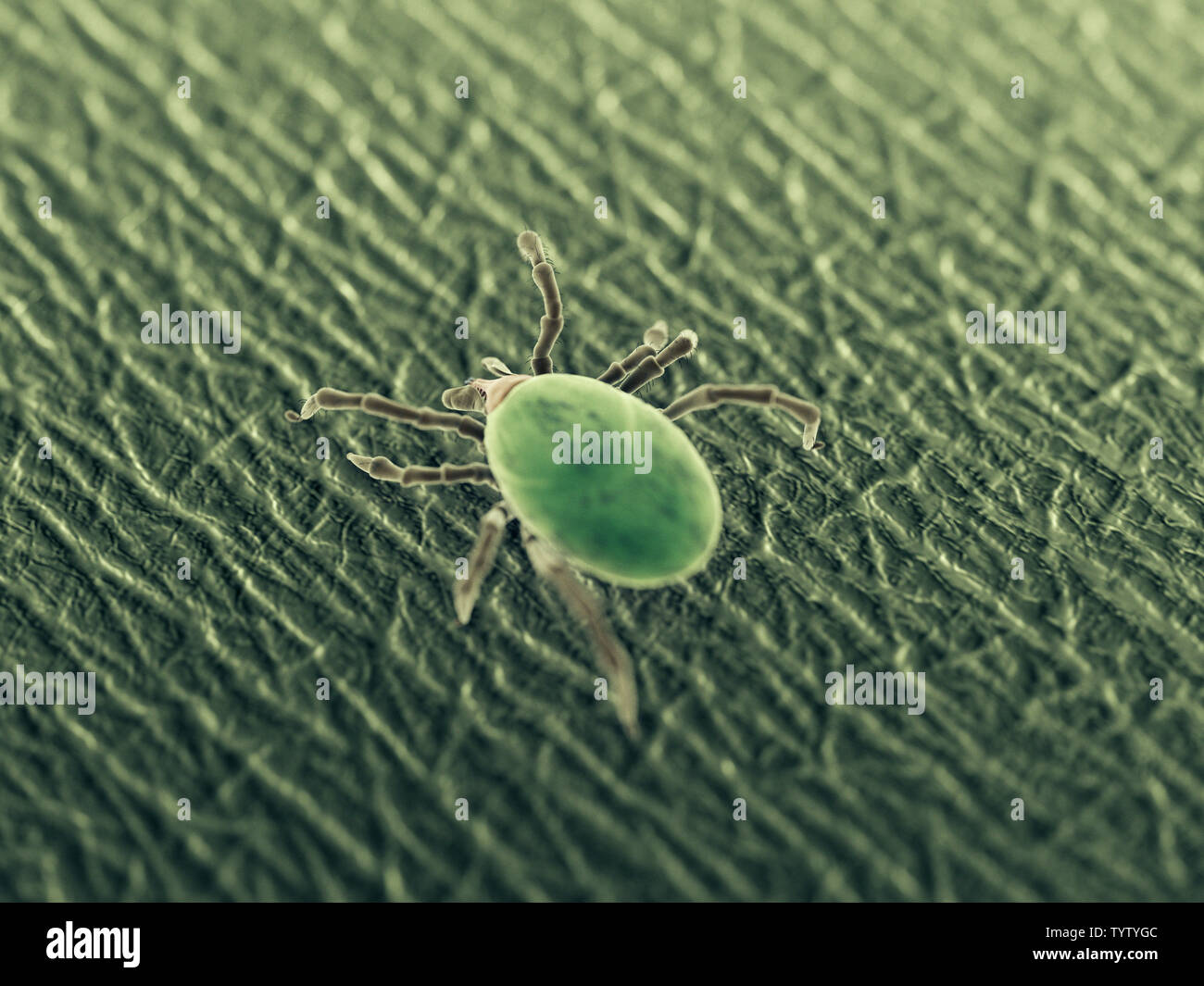 3d rendered medically accurate illustration of a tick - sem style Stock ...