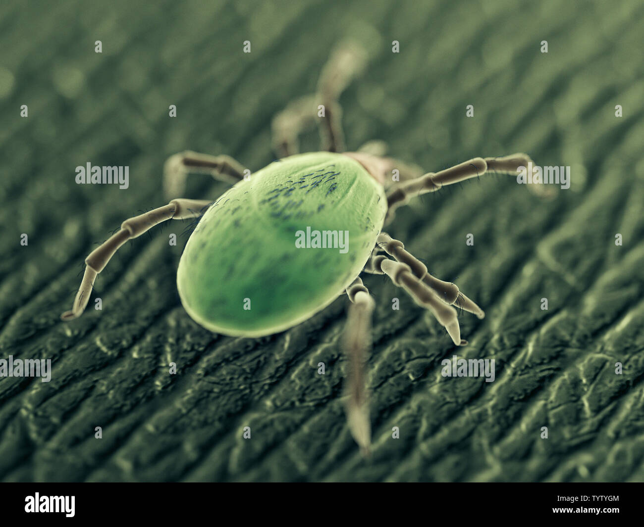 3d rendered medically accurate illustration of a tick - sem style Stock ...