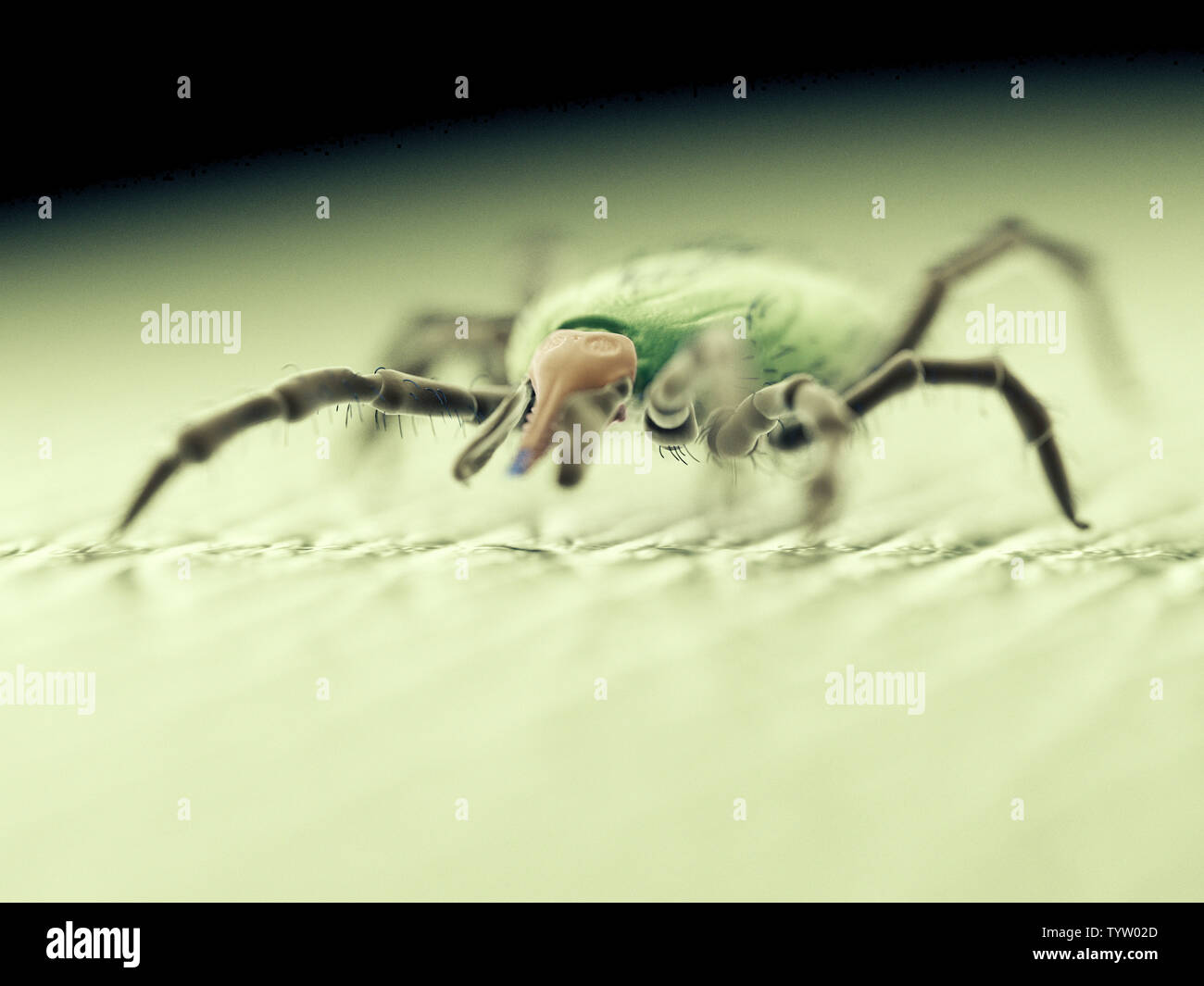 3d rendered medically accurate illustration of a tick - sem style Stock ...