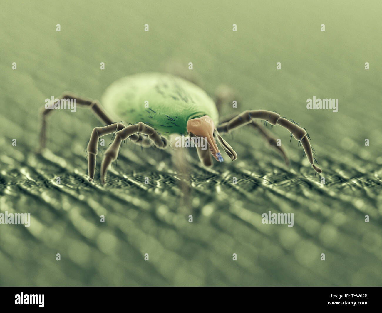 3d rendered medically accurate illustration of a tick - sem style Stock ...