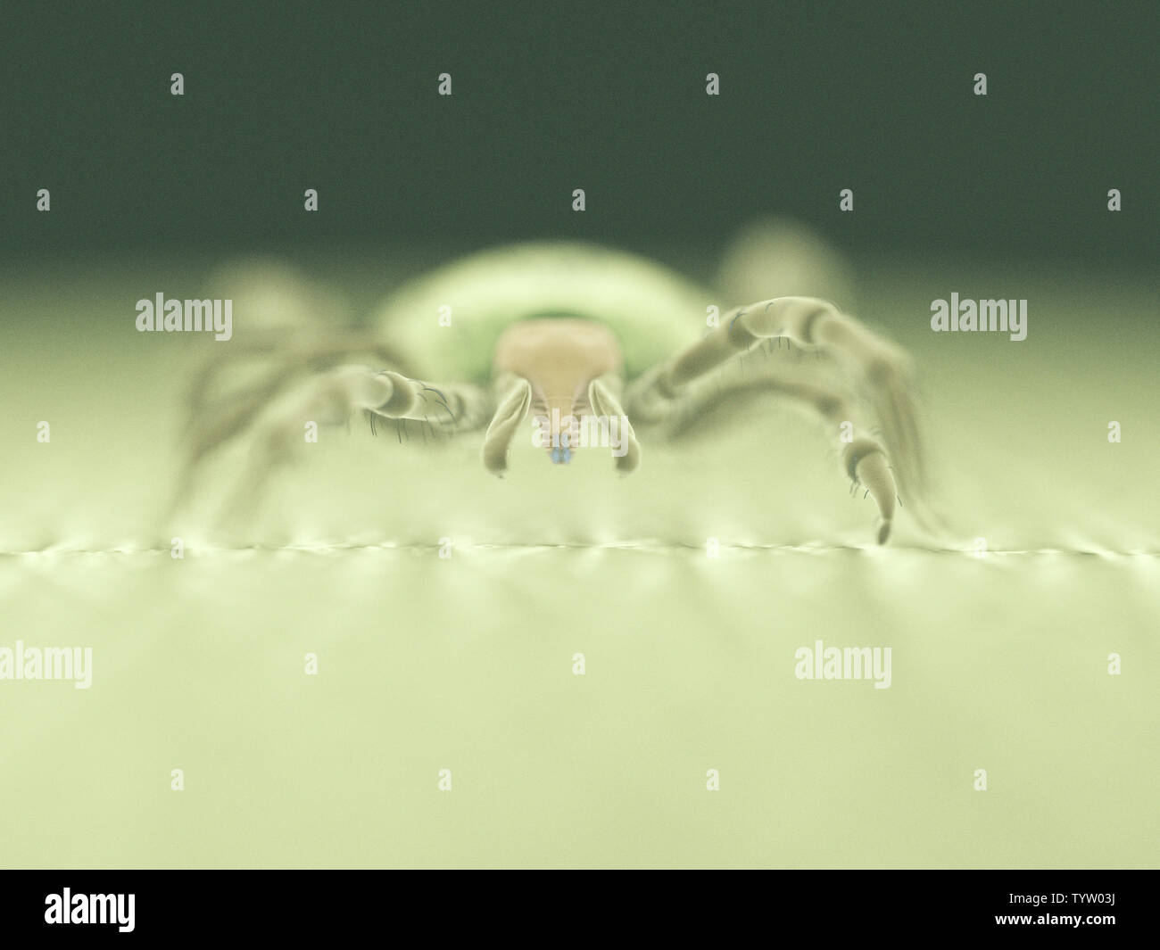 3d rendered medically accurate illustration of a tick - sem style Stock ...