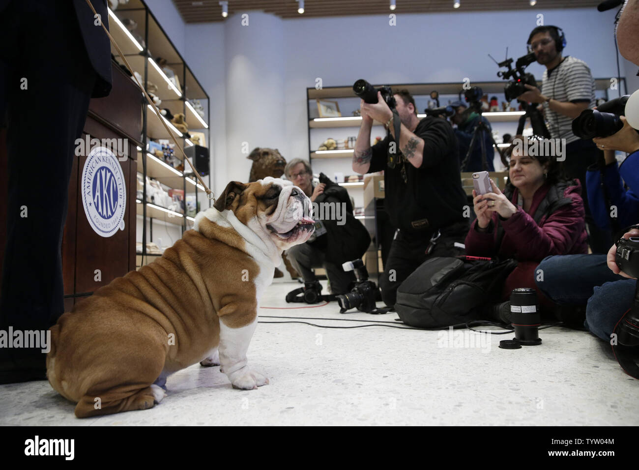 Dailey the Bulldog is photographed on the floor of the Museum of the ...