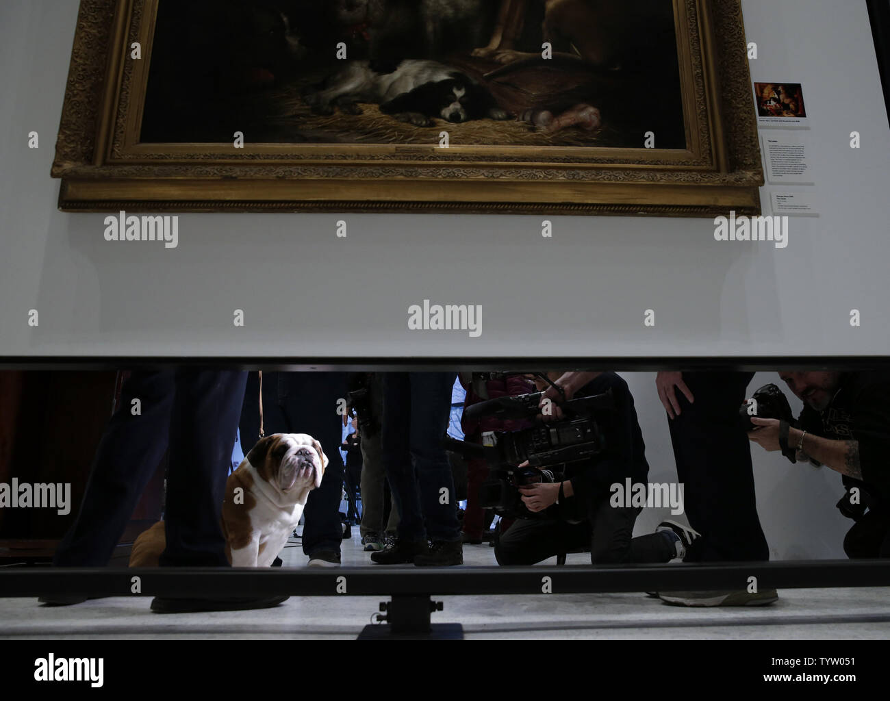 Dailey the Bulldog is photographed on the floor of the Museum of the ...