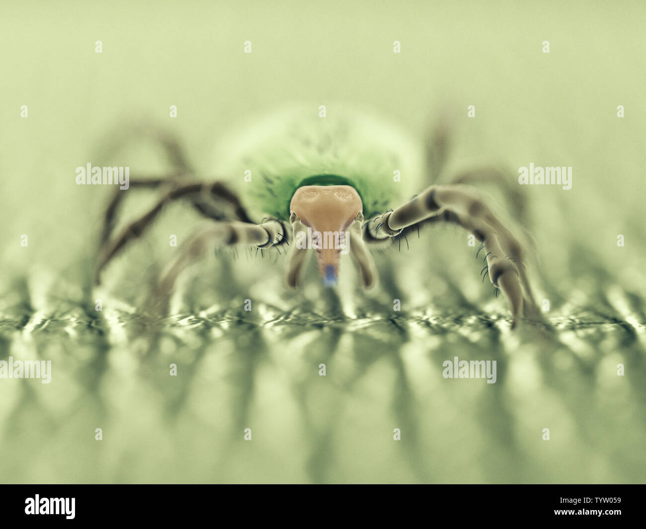 3d rendered medically accurate illustration of a tick - sem style Stock ...