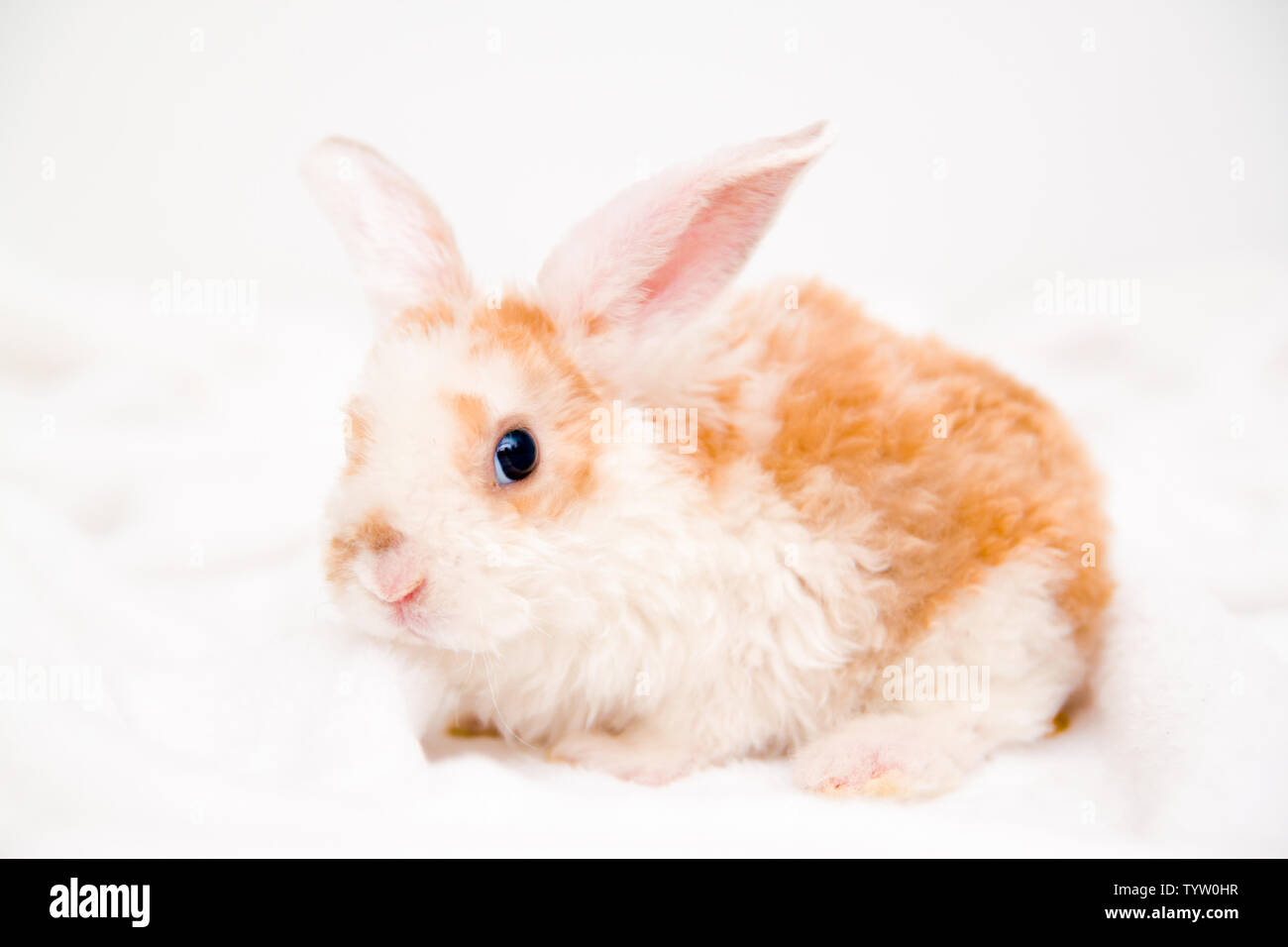 Cute little orange and white color bunny with big ears. rabbit on white ...