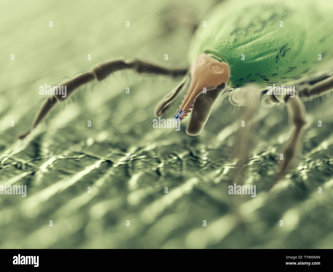 3d rendered medically accurate illustration of a tick - sem style Stock ...
