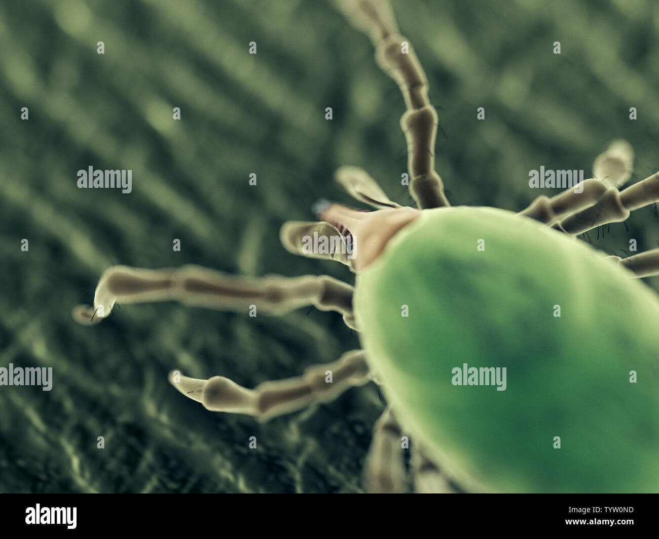 3d rendered medically accurate illustration of a tick - sem style Stock ...