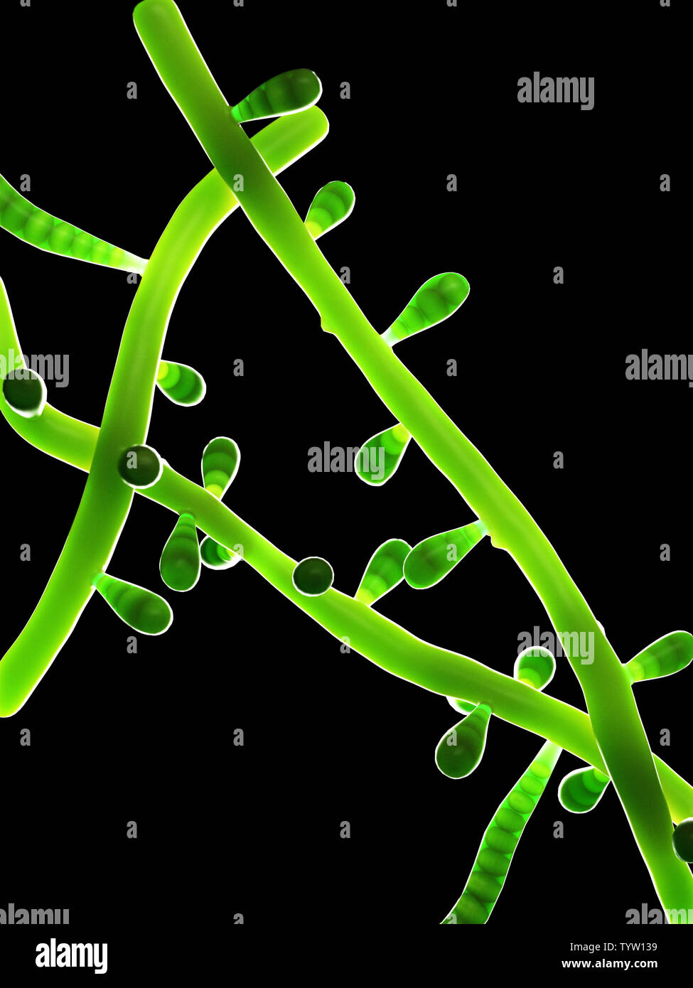 Trichophyton hi-res stock photography and images - Alamy