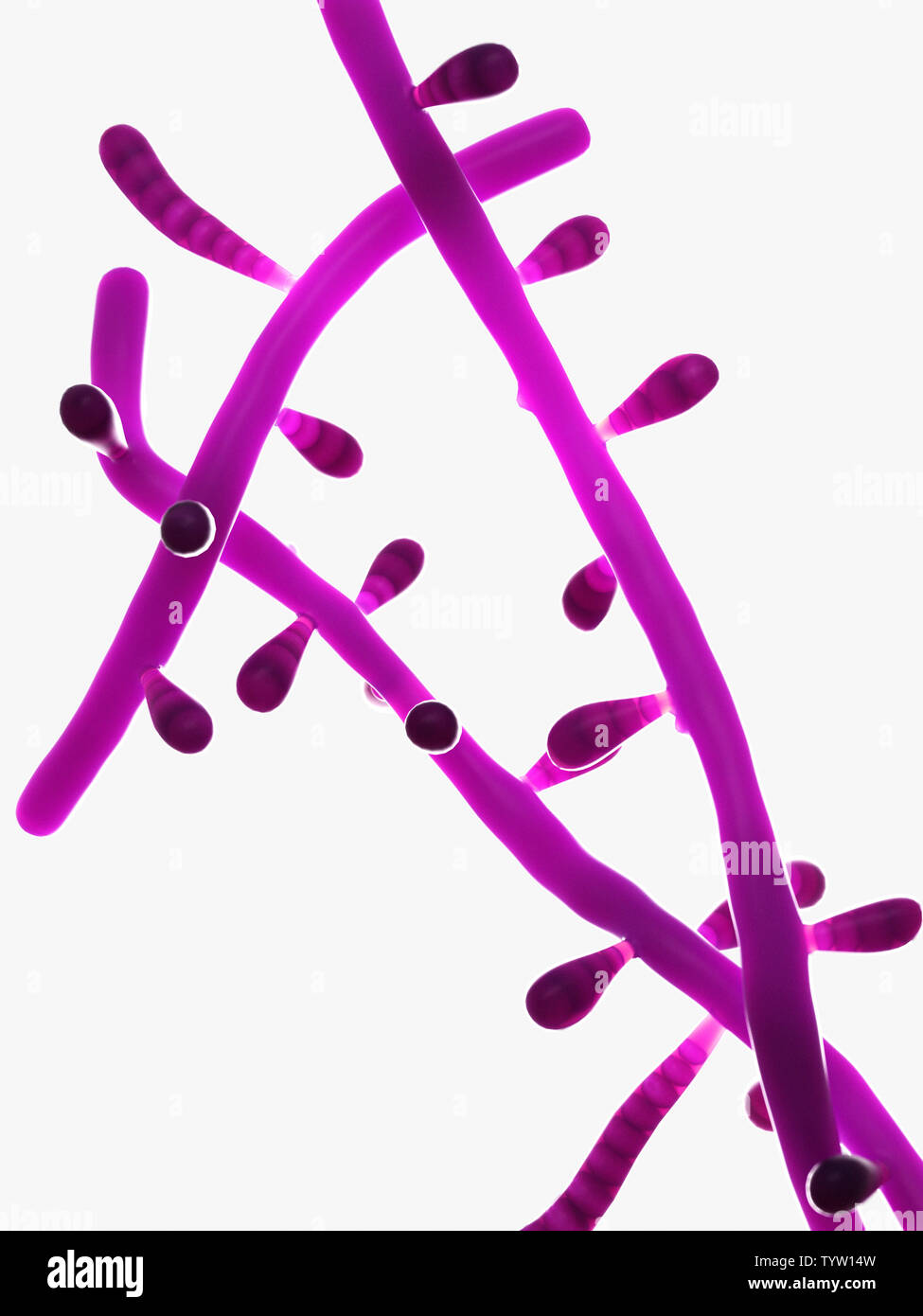 Trichophyton hi-res stock photography and images - Alamy