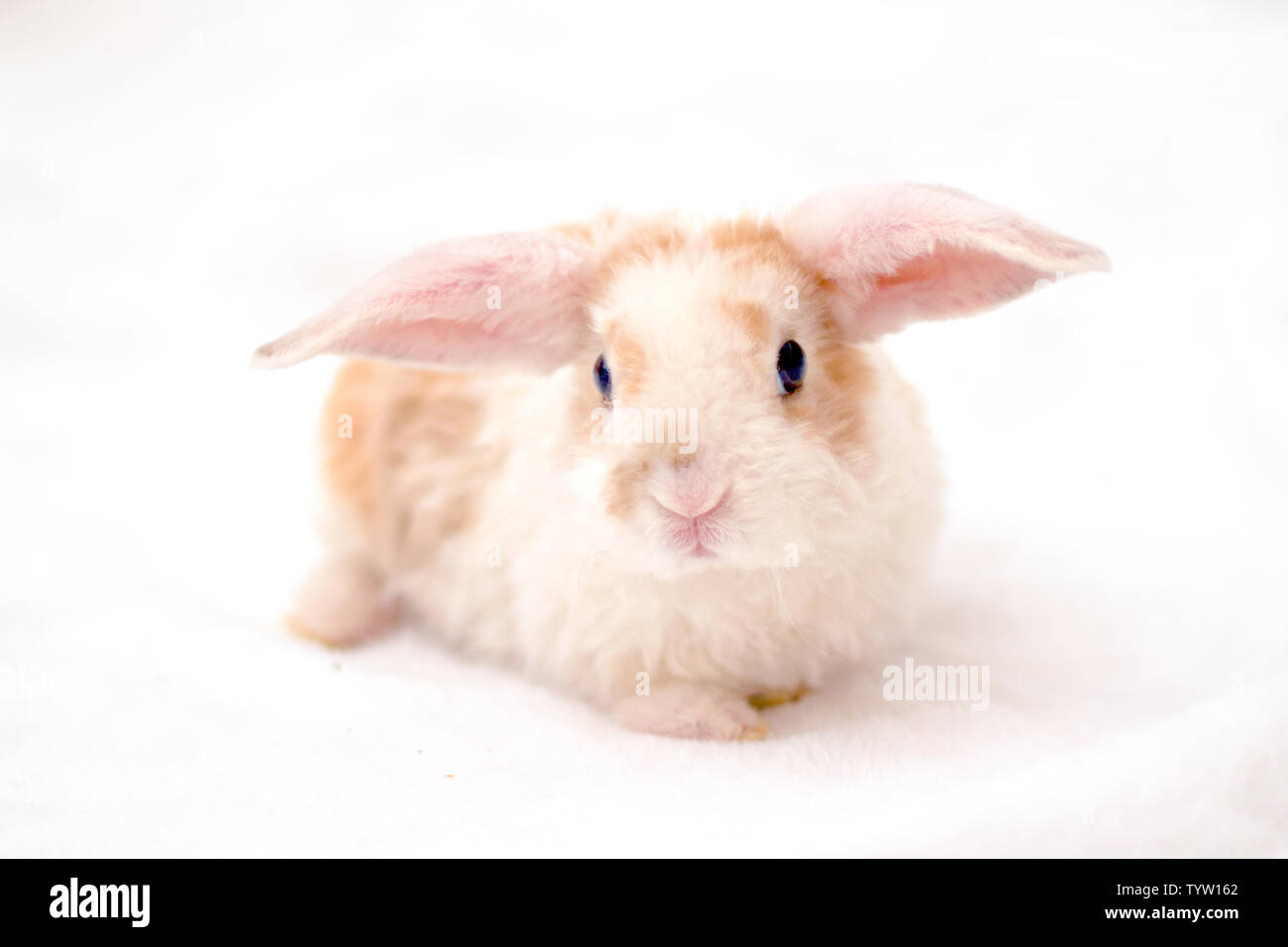 Cute little orange and white color bunny with big ears. rabbit on white ...
