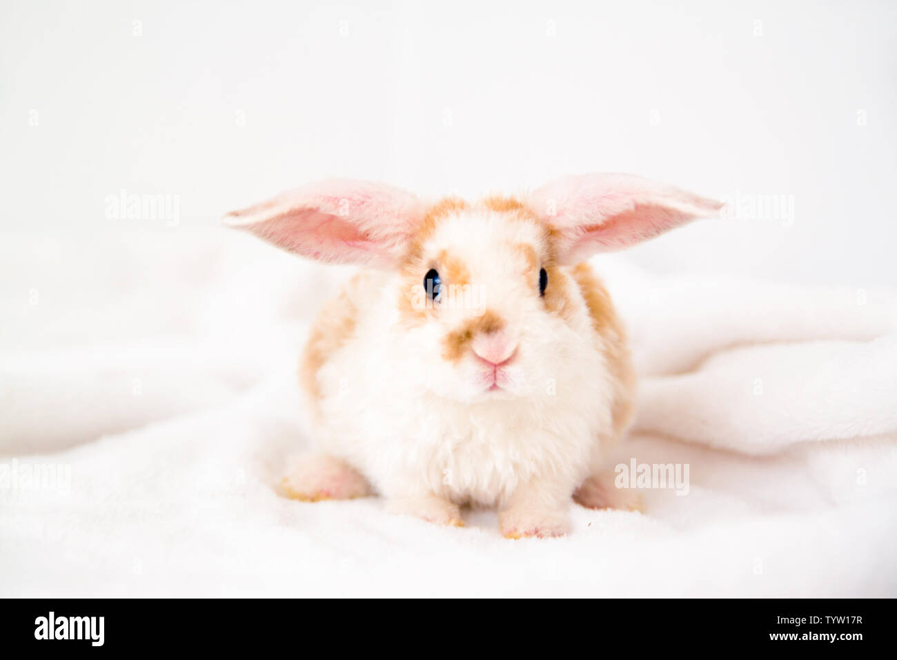 Cute little orange and white color bunny with big ears. rabbit on white ...